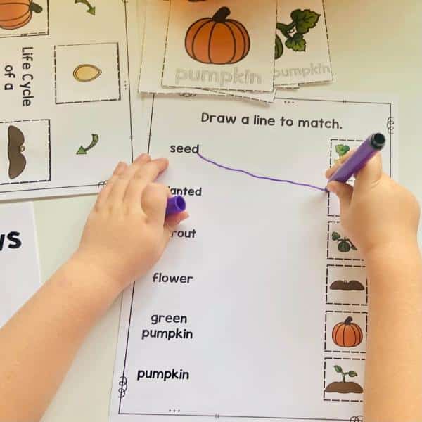 Fun Pumpkin Life Cycle Worksheets and Activities for Kids - The Crafty ...